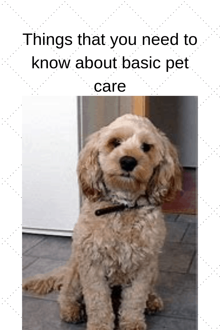 Things That You Need To Know About Basic Pet Care Pets Care Ideas